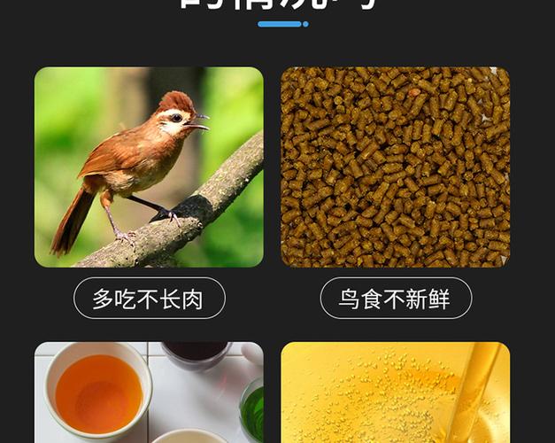 画眉鸟的饲料配方图标