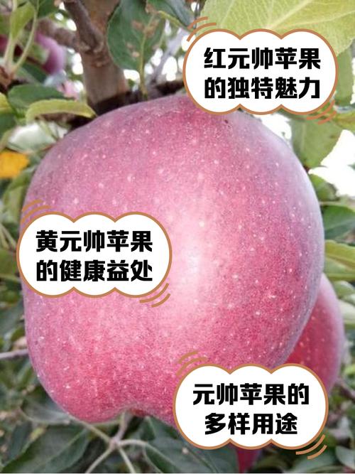 黄元帅苹果好处与弊端截图