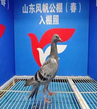 青岛文盛公棚春棚图标