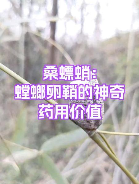 螳螂的药用价值和功效