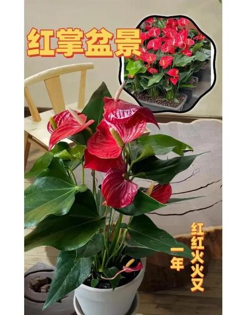 红掌花用什么肥料最好图标