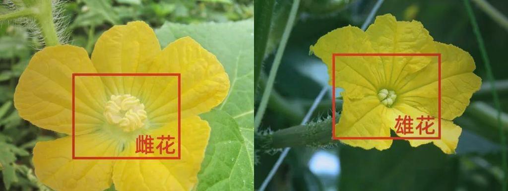 黄瓜花是黄瓜小时候吗截图