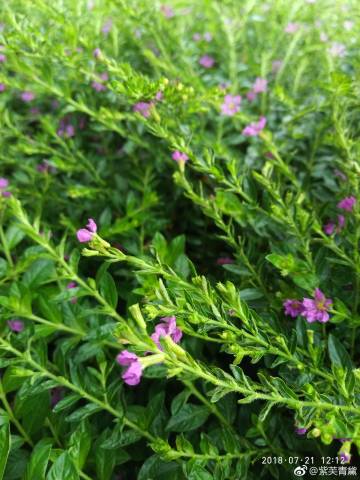 紫芙截图