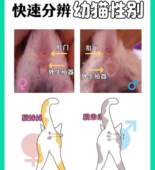 男猫女猫的区别图标