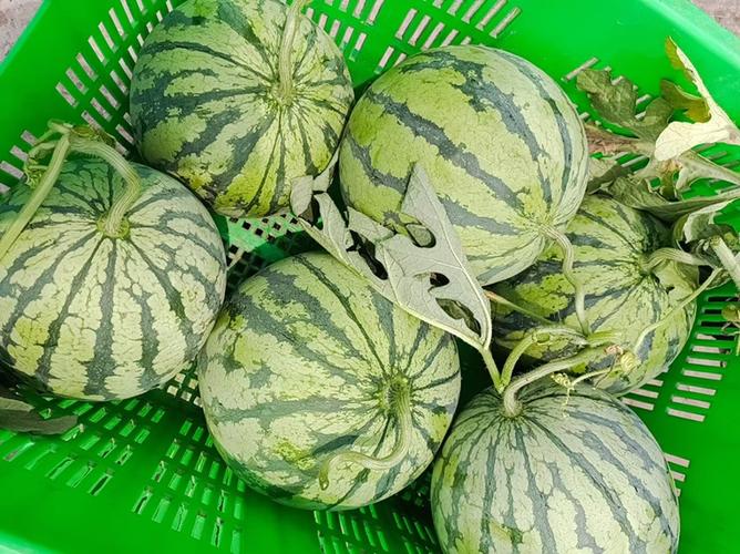 麒麟西瓜一般多重一个图标