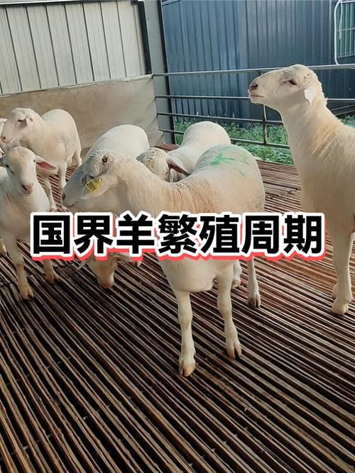 羊一般几年的就算老羊了图标