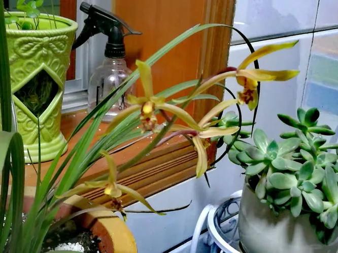花香免费阅读完整版图标
