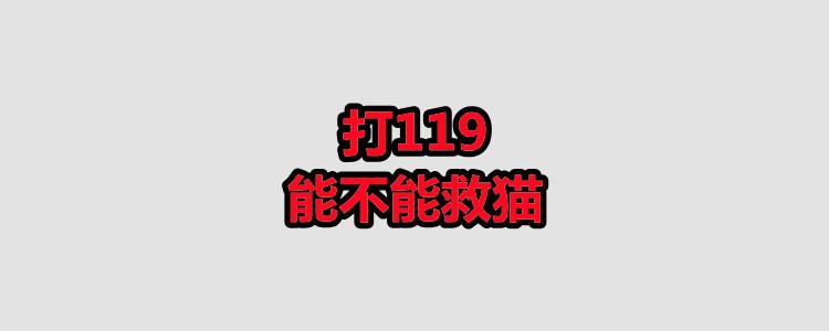 119能不能救猫