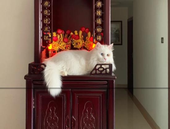 供财神爷的屋里养猫好吗截图