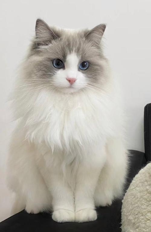 毛茸茸的朋友猫图标