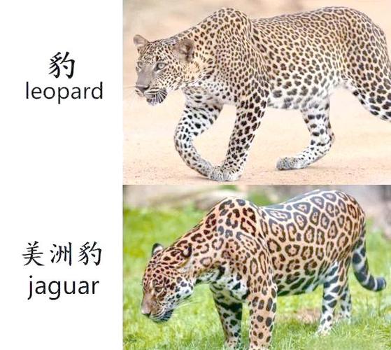 leopard是什么意思翻译成中文图标