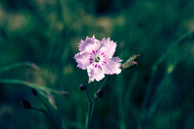 flower春正版官方下载截图