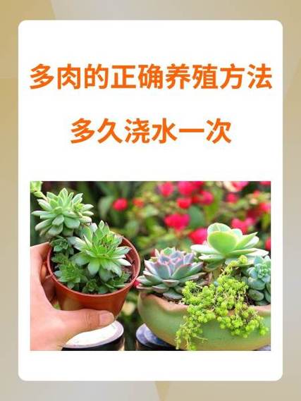 多肉浇水的正确方法图标
