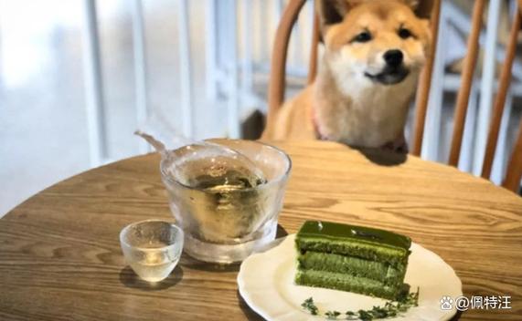 狗吃了抹茶怎么办补救图标