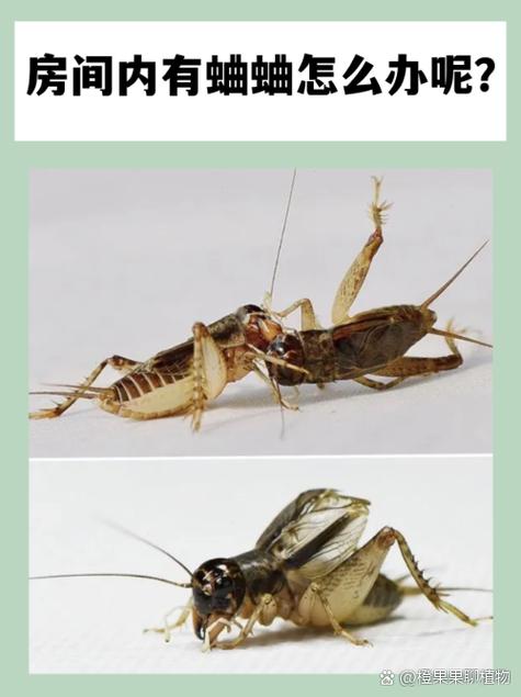 蛐蛐是什么软件图标