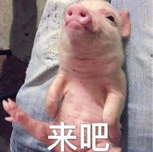 猪猪表情包图标