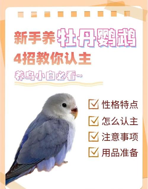 鹦鹉养3只好还是4只好图标