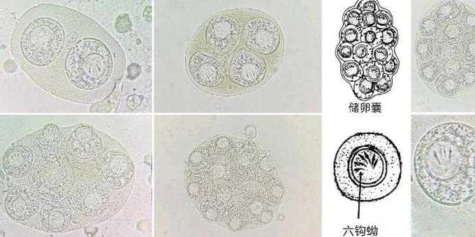粘液寄生虫从屁股钻进去寄生图标