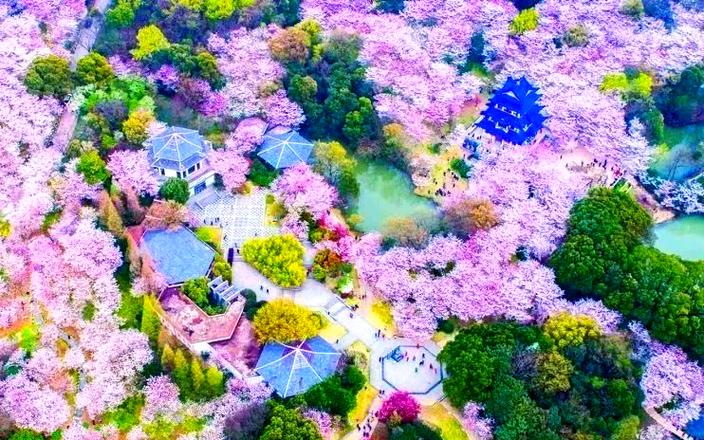 中国三大樱花胜地排名图标