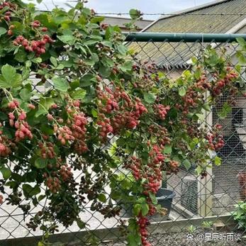 藤蔓计划图标