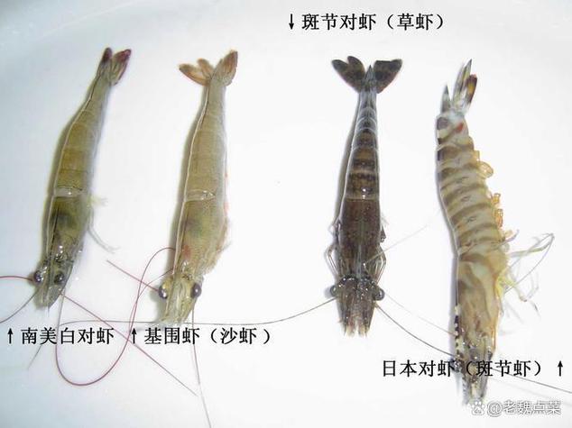 大虾外皮发黑了还能吃吗图标