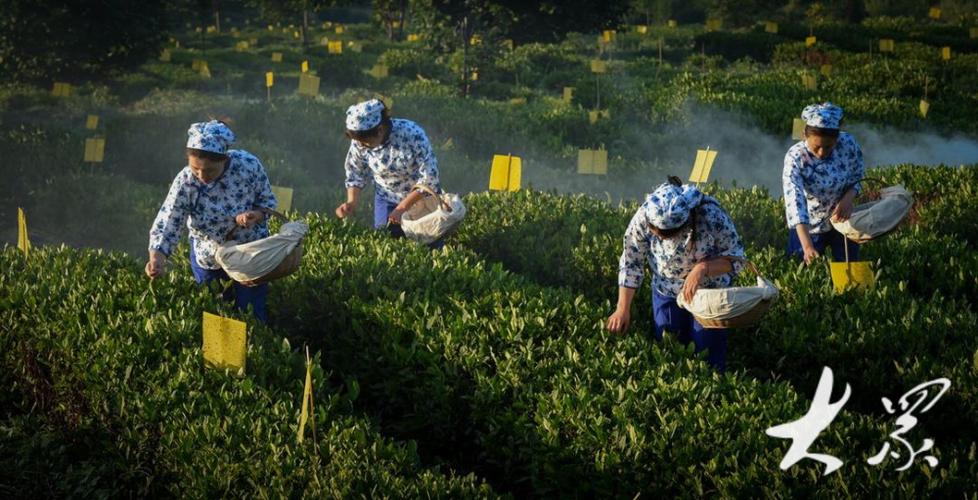 生态茶园茶叶截图