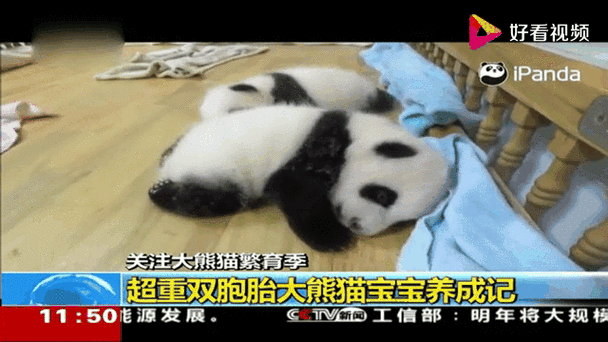 熊猫养成记容易合出来吗图标