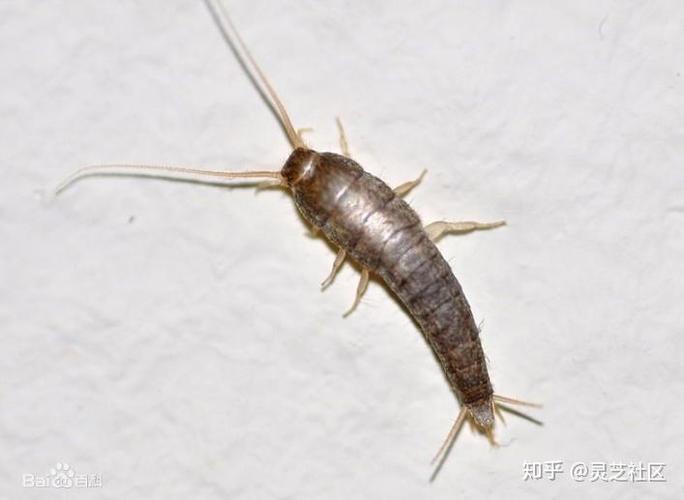 纸盒箱子会生虫子吗