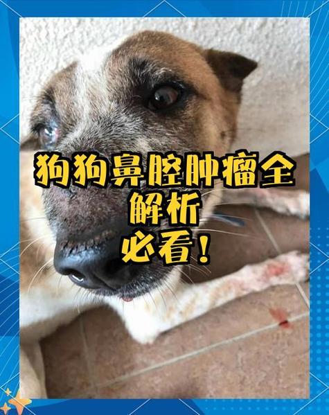 狗狗流鼻血死了是什么原因截图