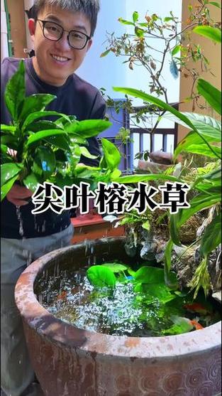 锦鲤鱼缸养什么水草好图标