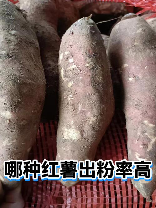 红薯出粉率最高的品种图标