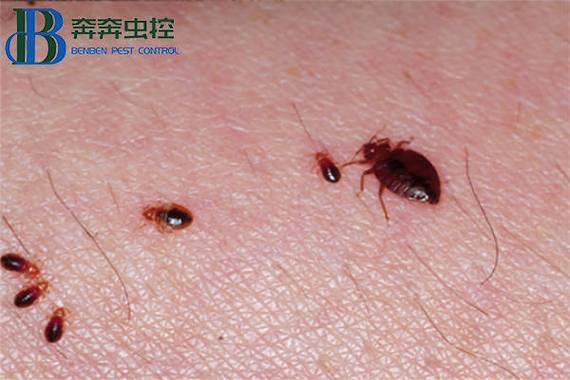 床上发现臭虫怎么办图标