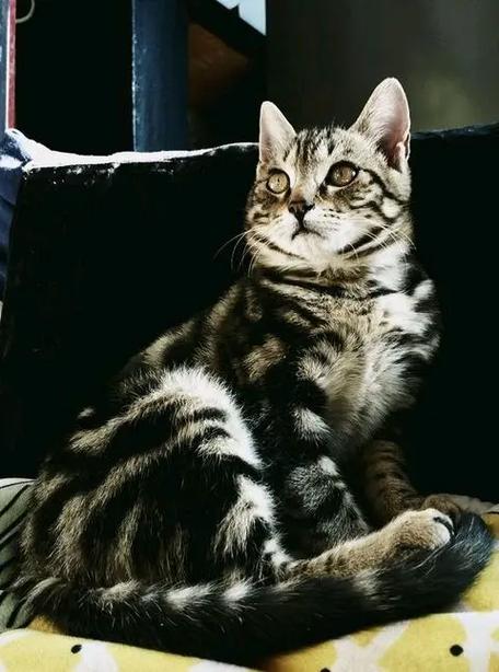 蝴蝶猫是凶猫还是吉猫图标