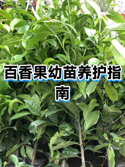 百香果怎么育苗图标