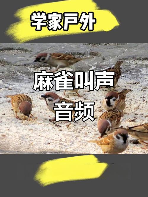 引麻雀鸟叫声图标