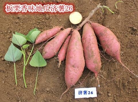 济薯26号淀粉含量图标