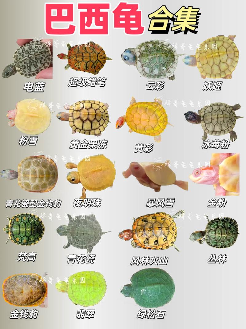 巴西闪电龟截图
