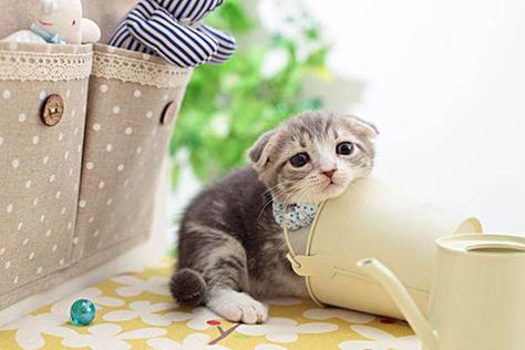 折耳猫最忌三种东西图标