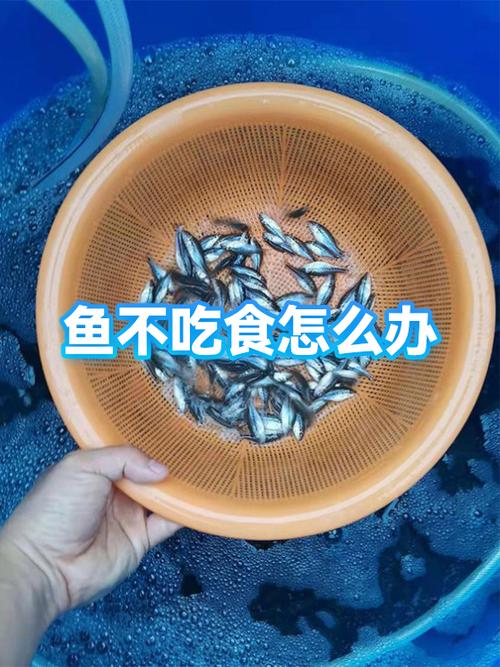 鱼能坚持多久不吃东西图标