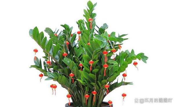 财来花图标