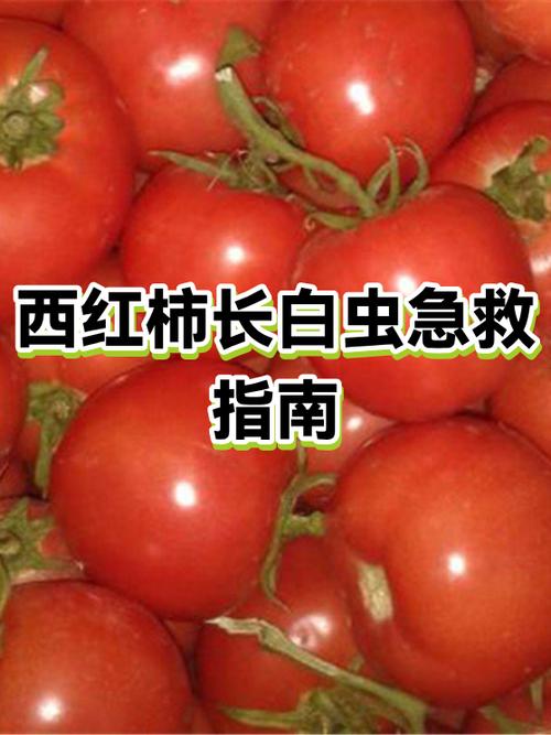 番茄病毒病可以治愈吗图标