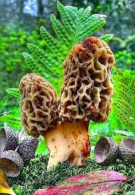 各种各样的蘑菇图片图标