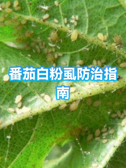 番茄病毒病用什么药图标