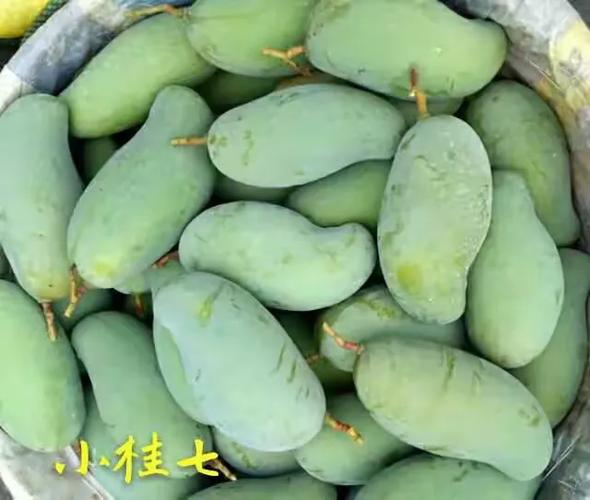 蕉香果截图