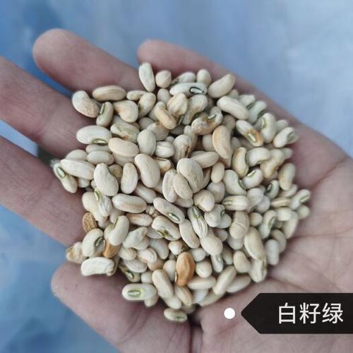 什么豆种子是白色的图标