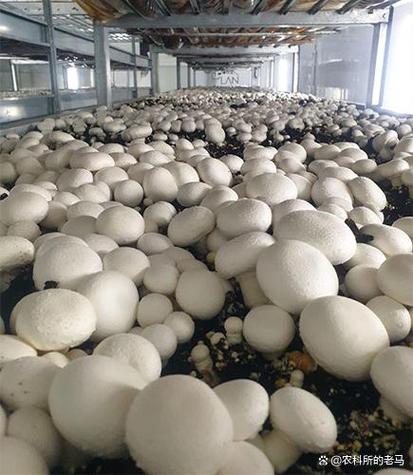 蘑菇栽培图标