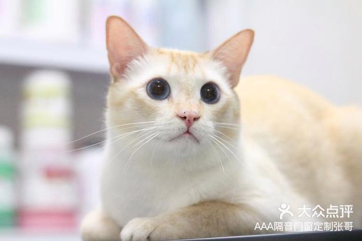 分哥是什么猫截图