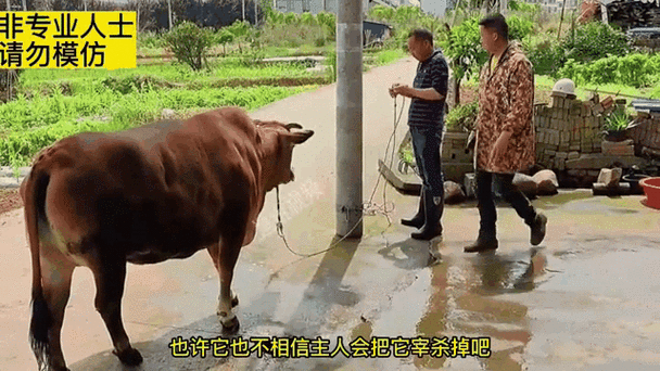 杀牛从哪个部位下刀图标
