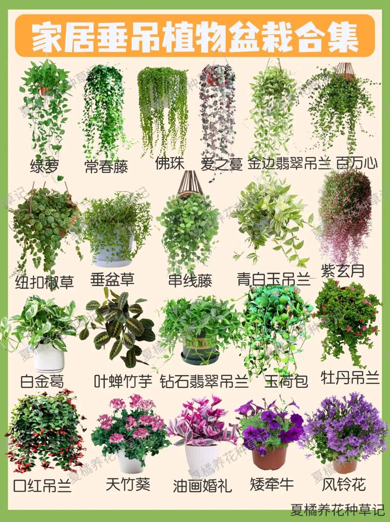 吊兰有18品种图片大全截图