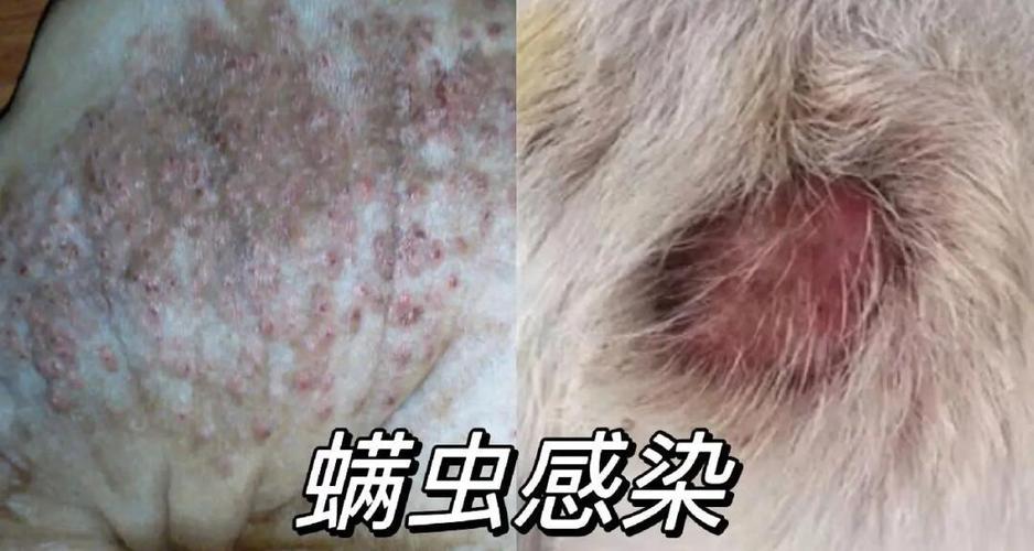狗狗皮肤病图片对照大全图标